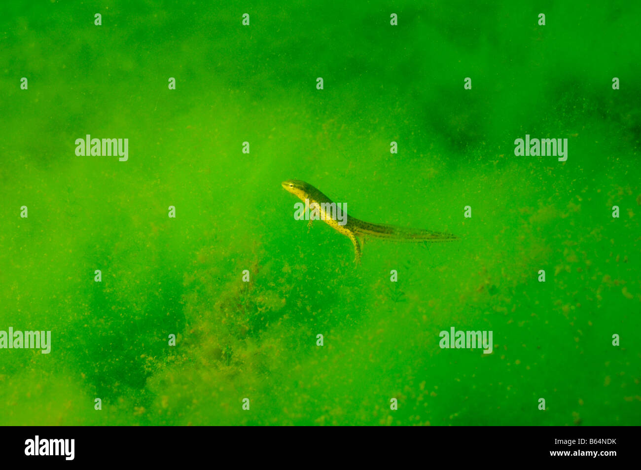 Northern Two lined salamander Eurycea bislineata Vermont Stock Photo ...