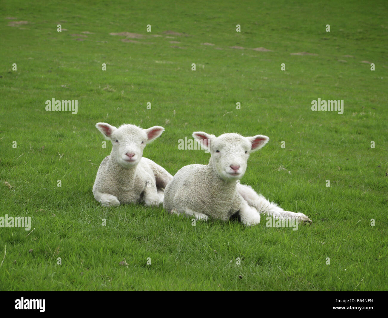 Two lambs in green field at springtime Stock Photo - Alamy