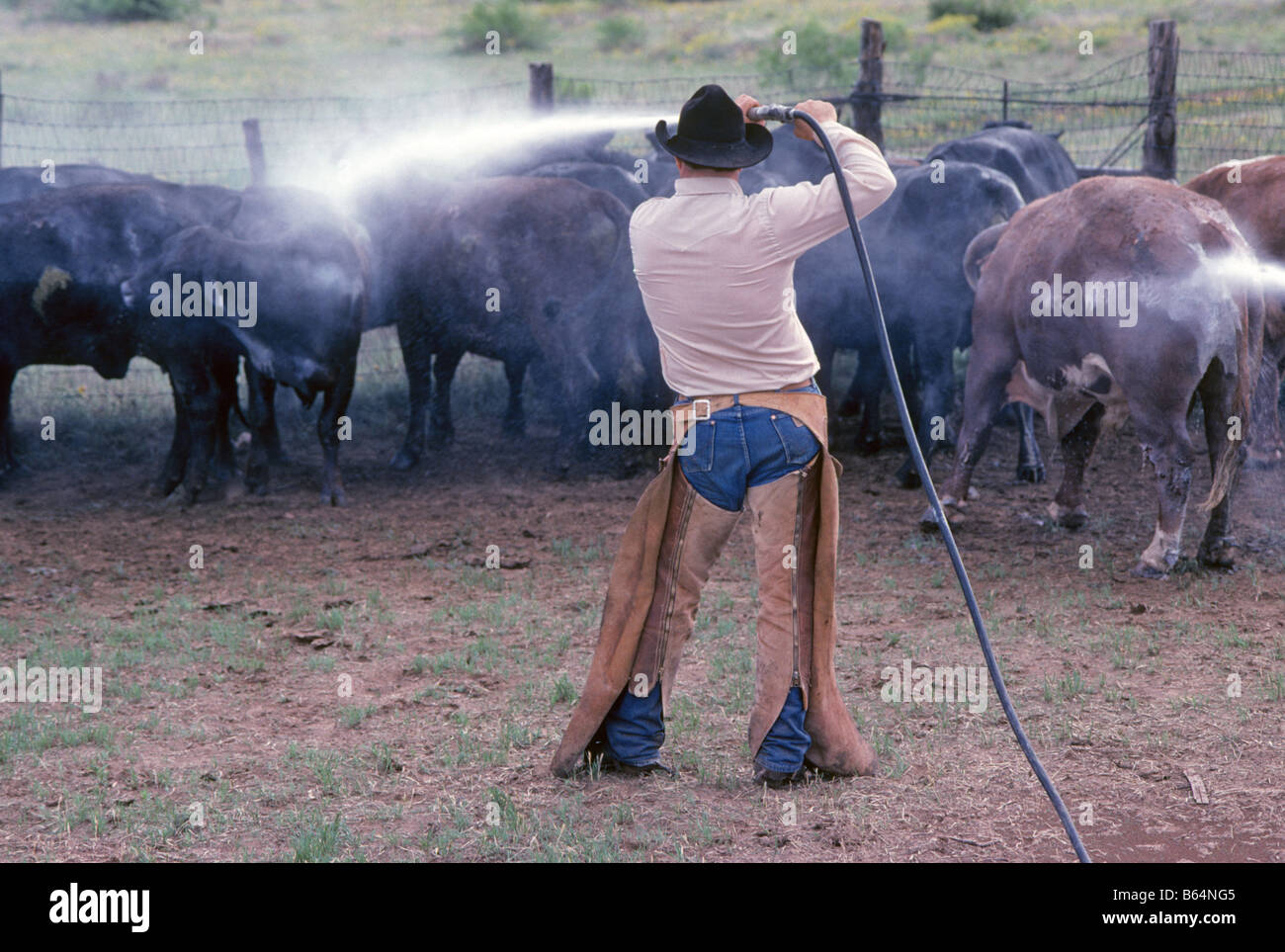 Spraying a horse hi-res stock photography and images - Alamy