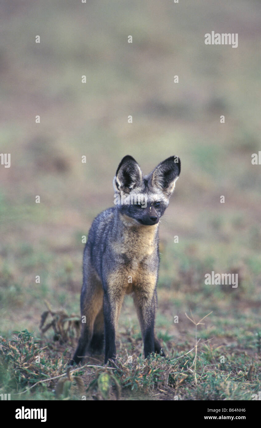Bat eared fox on hi-res stock photography and images - Alamy