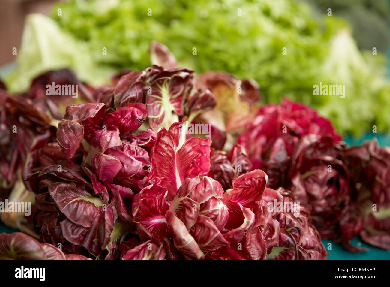 fresh radicchio salad lettuce close up Stock Photo - Alamy