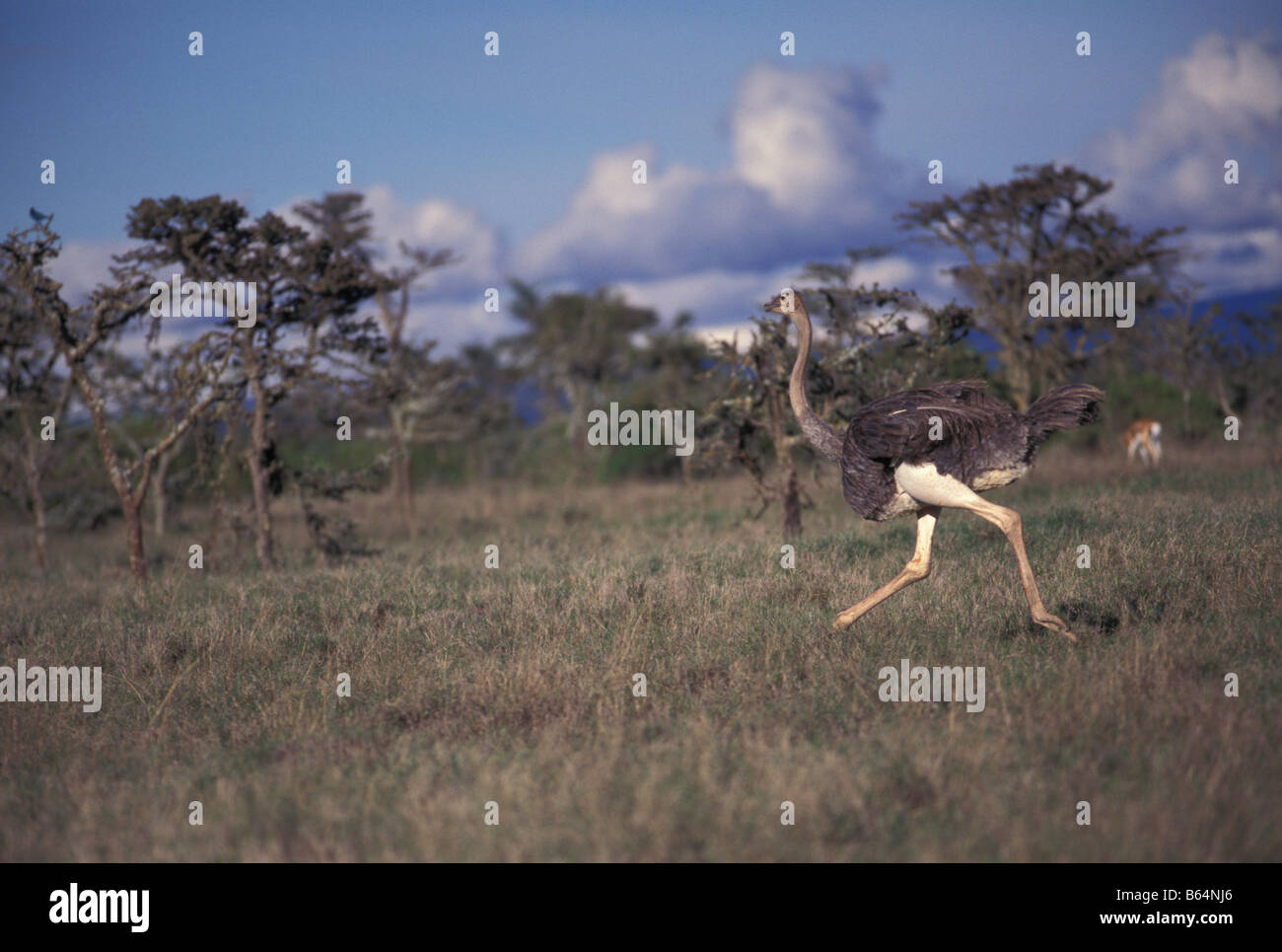 African ostrich running on plain Stock Photo - Alamy