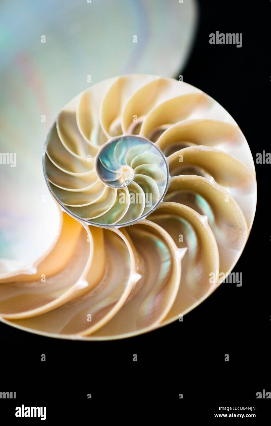 nautilus shell on black background Stock Photo - Alamy