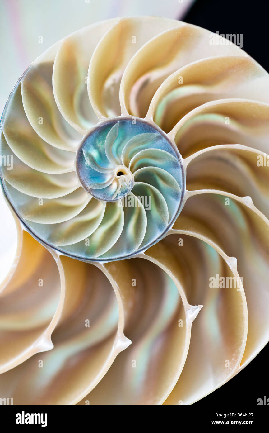 nautilus shell on black background Stock Photo - Alamy