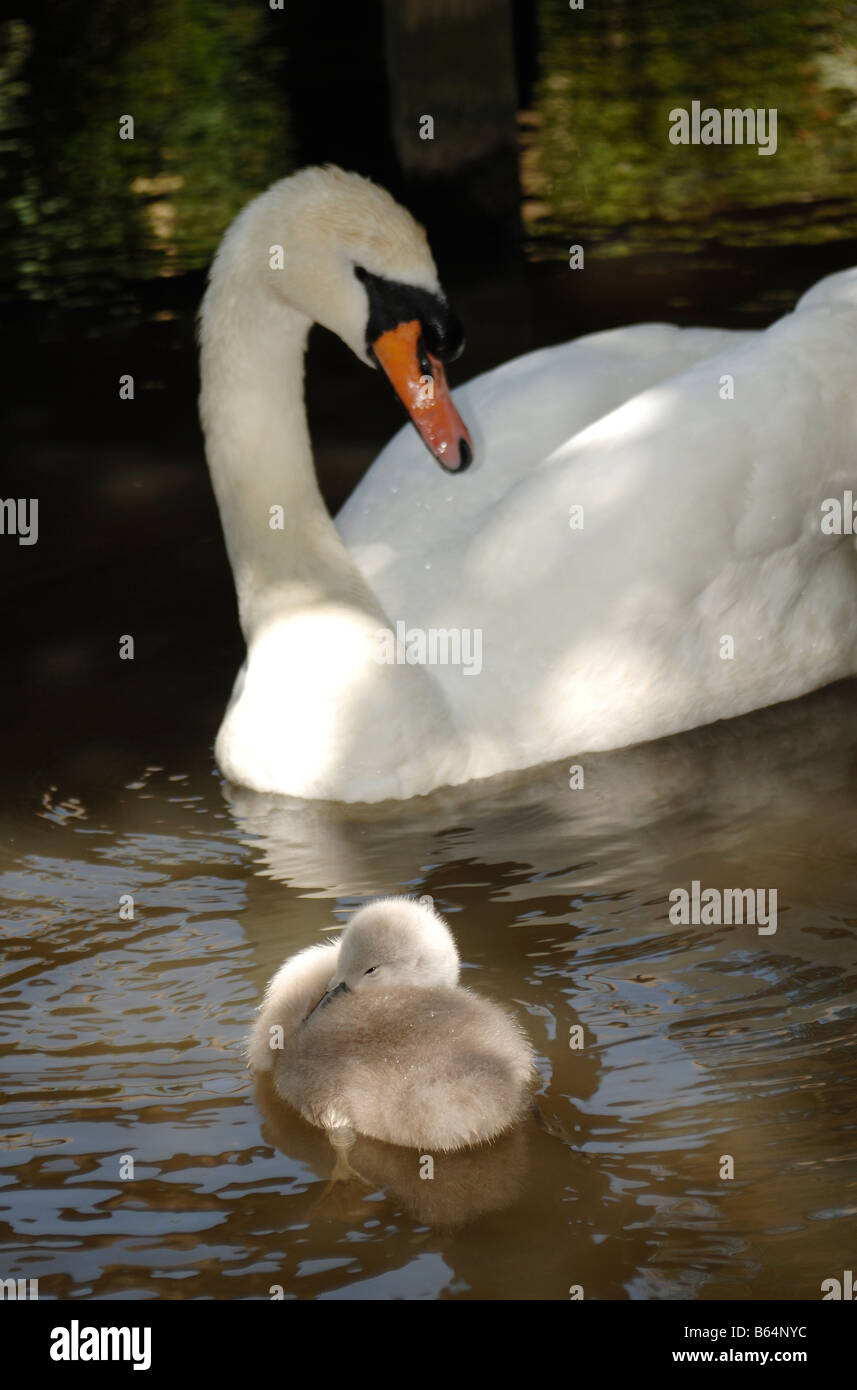 swan with signet Stock Photo - Alamy