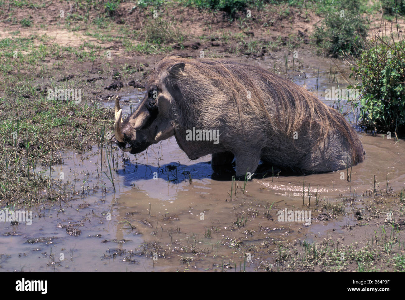 common African warthog wallowing in muddy water Stock Photo - Alamy