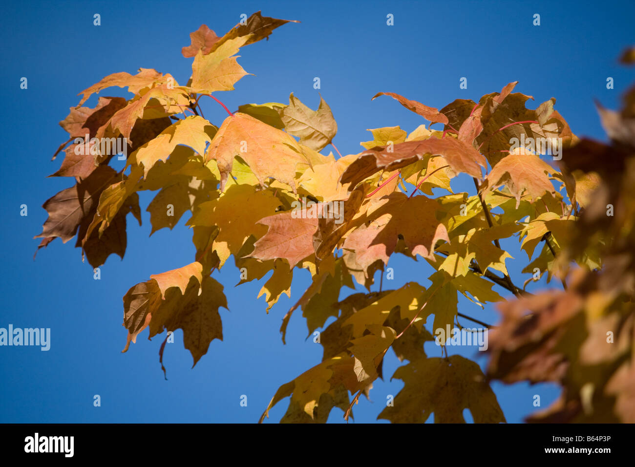 Coulorfull leaves hi-res stock photography and images - Alamy