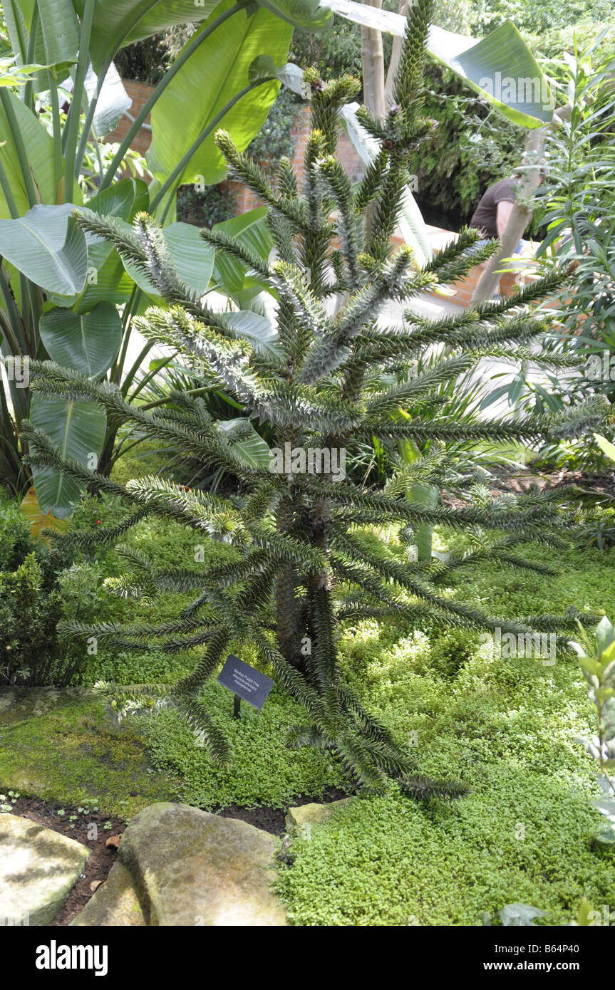 Monkey tree plant hi-res stock photography and images - Alamy