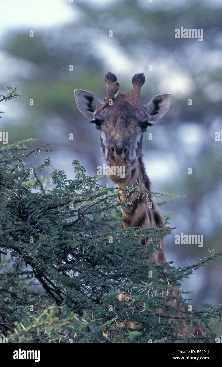giraffe peering out from behind tree Stock Photo - Alamy