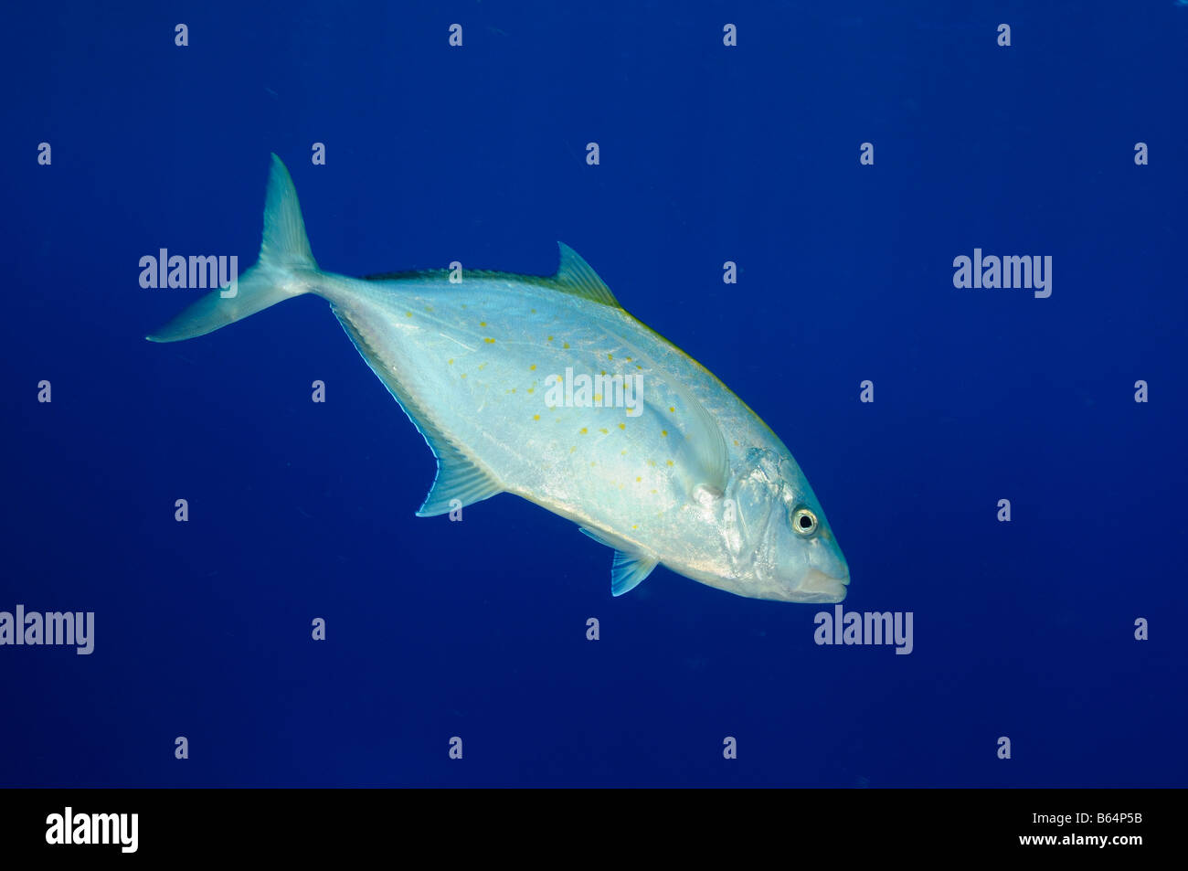 Carangoides bajad Orangespotted trevally, Red Sea Stock Photo - Alamy