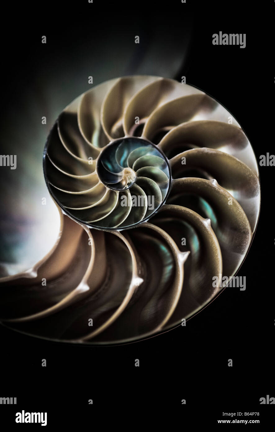 nautilus shell on black background Stock Photo - Alamy