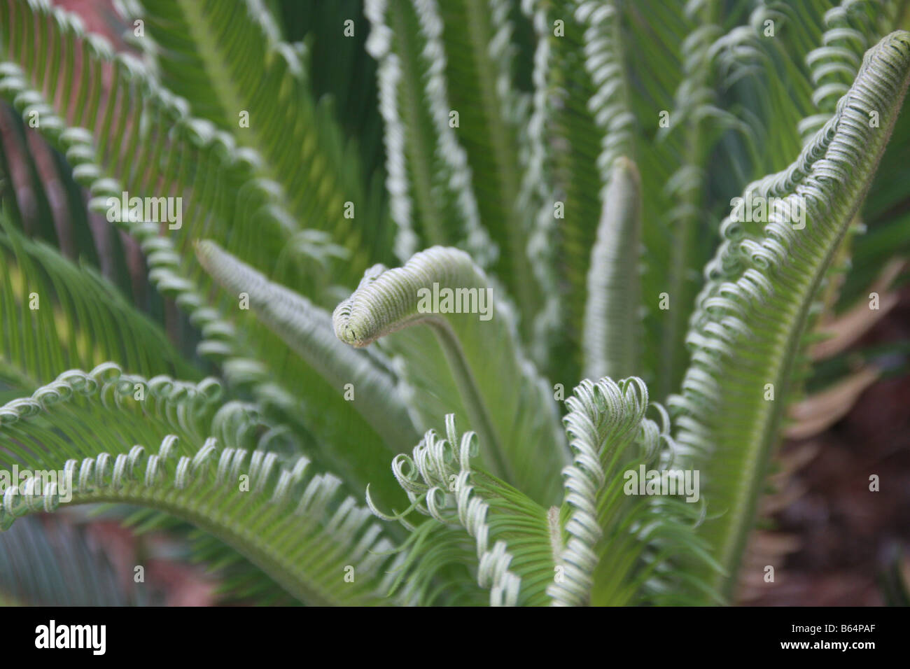 sago, sago palm, sago palm leaf, palm leaf, leaf, new leaf, growth ...