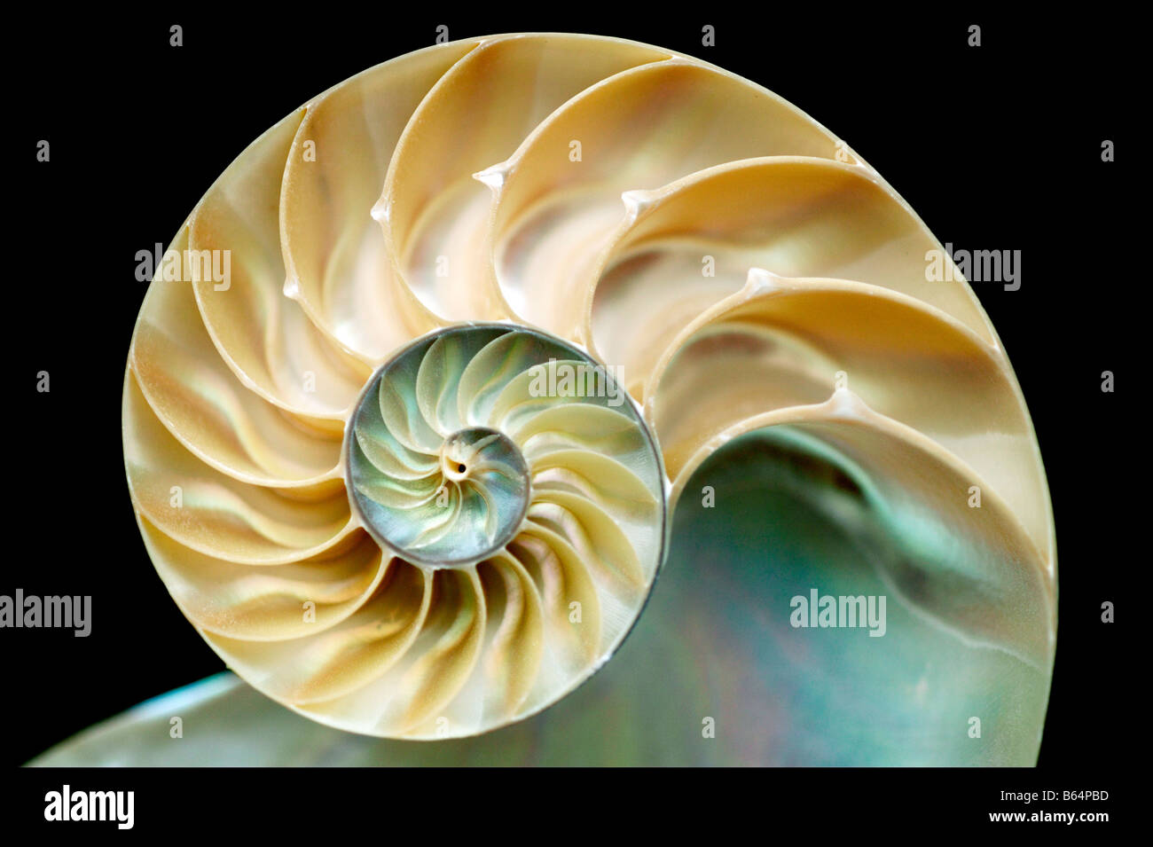 nautilus shell on black background Stock Photo - Alamy