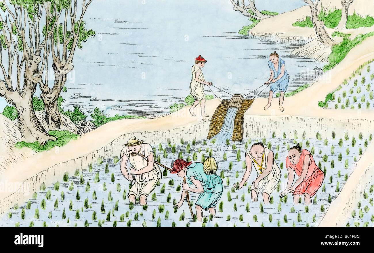 Ancient Chinese Rice Farming