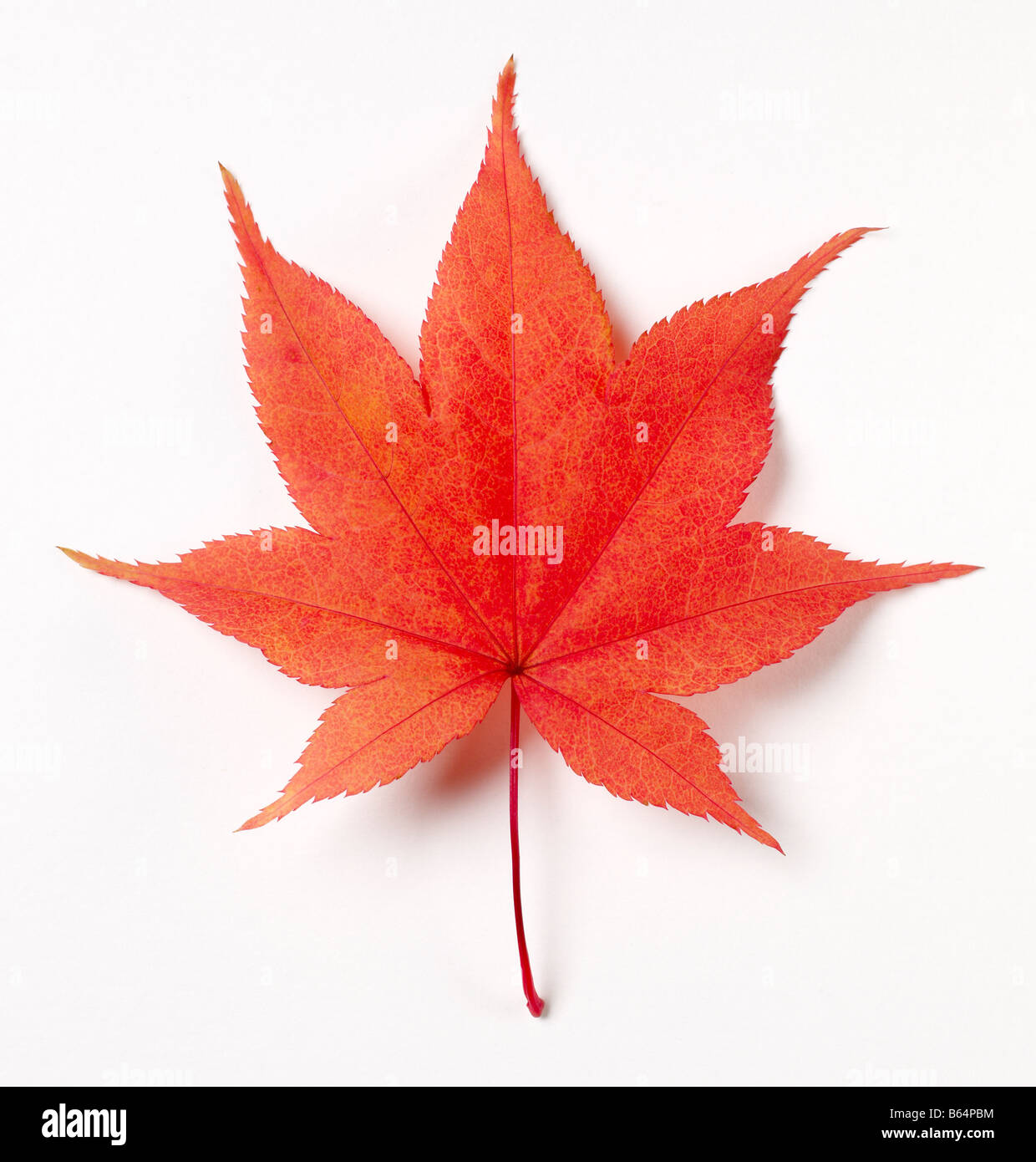 Leaf Cut Out Stock Images & Pictures - Alamy