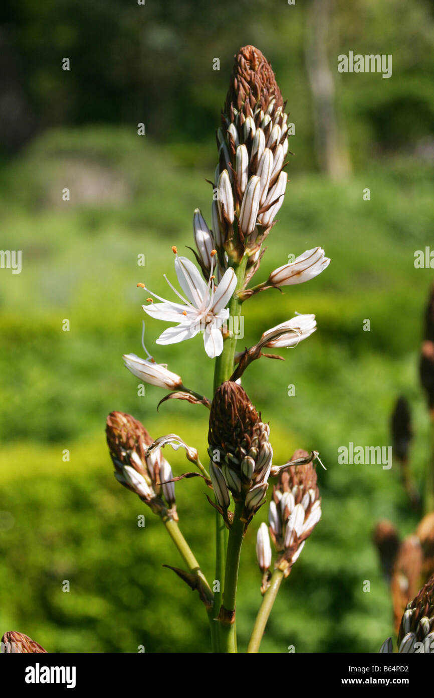 Asphodelus albus Asphodel Stock Photo - Alamy
