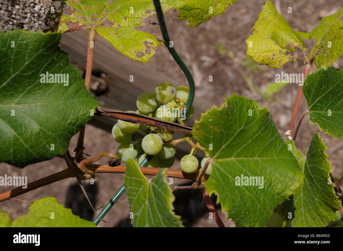 grapes on a grapevine Stock Photo - Alamy