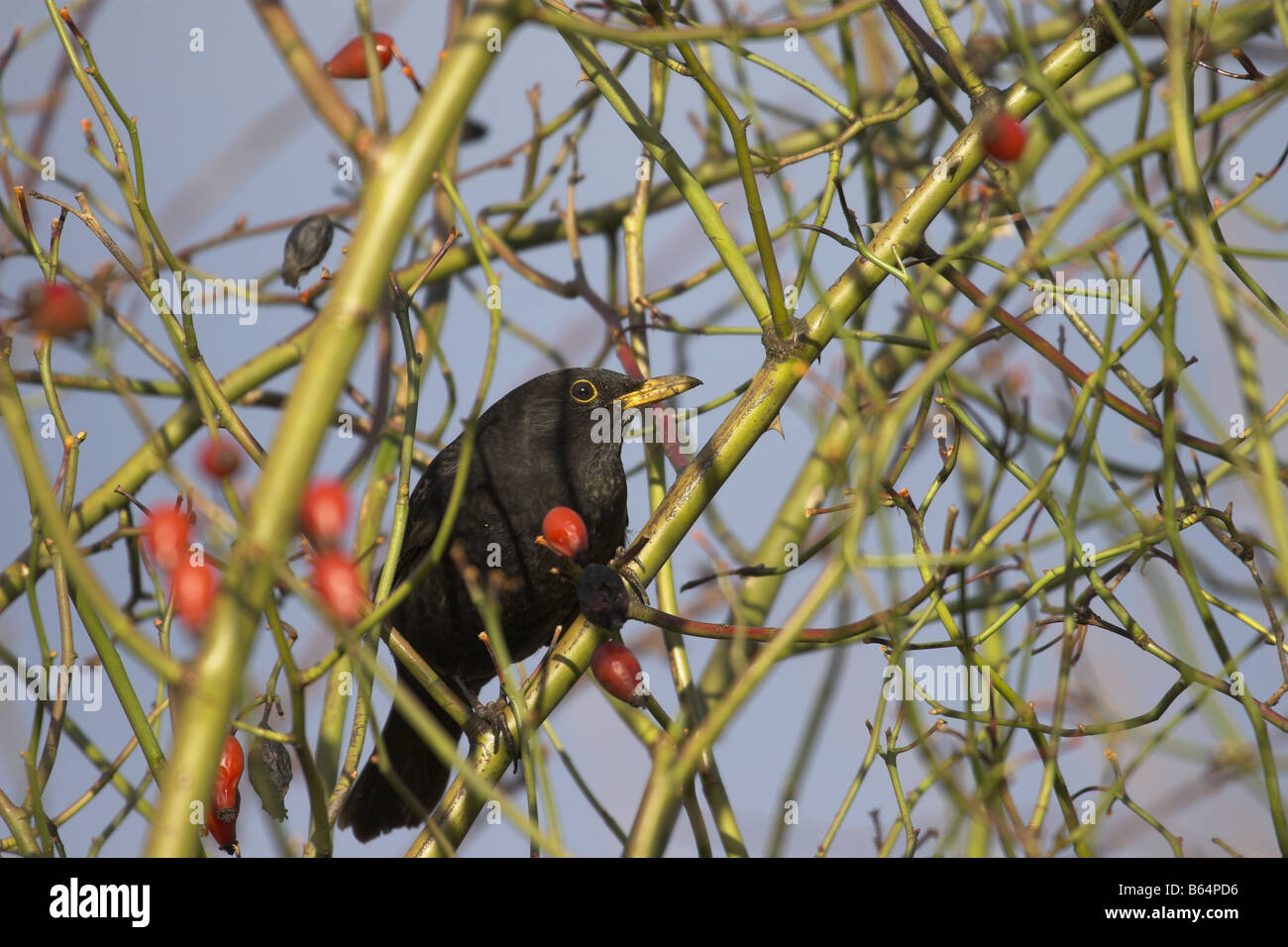 Black bird berry hi-res stock photography and images - Alamy