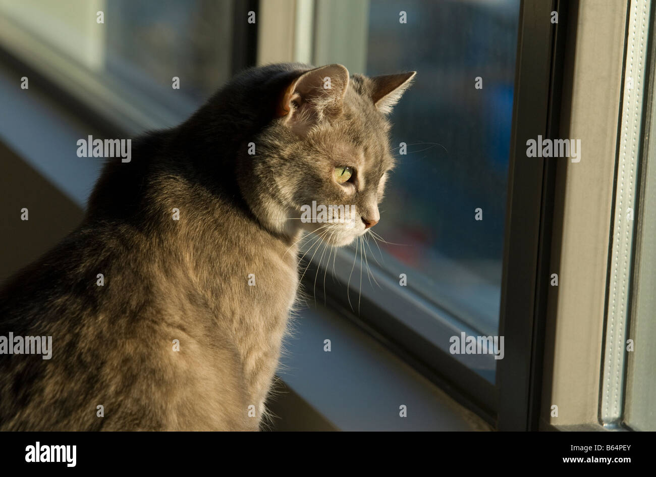 Grey and white cat looking out a window Stock Photo - Alamy