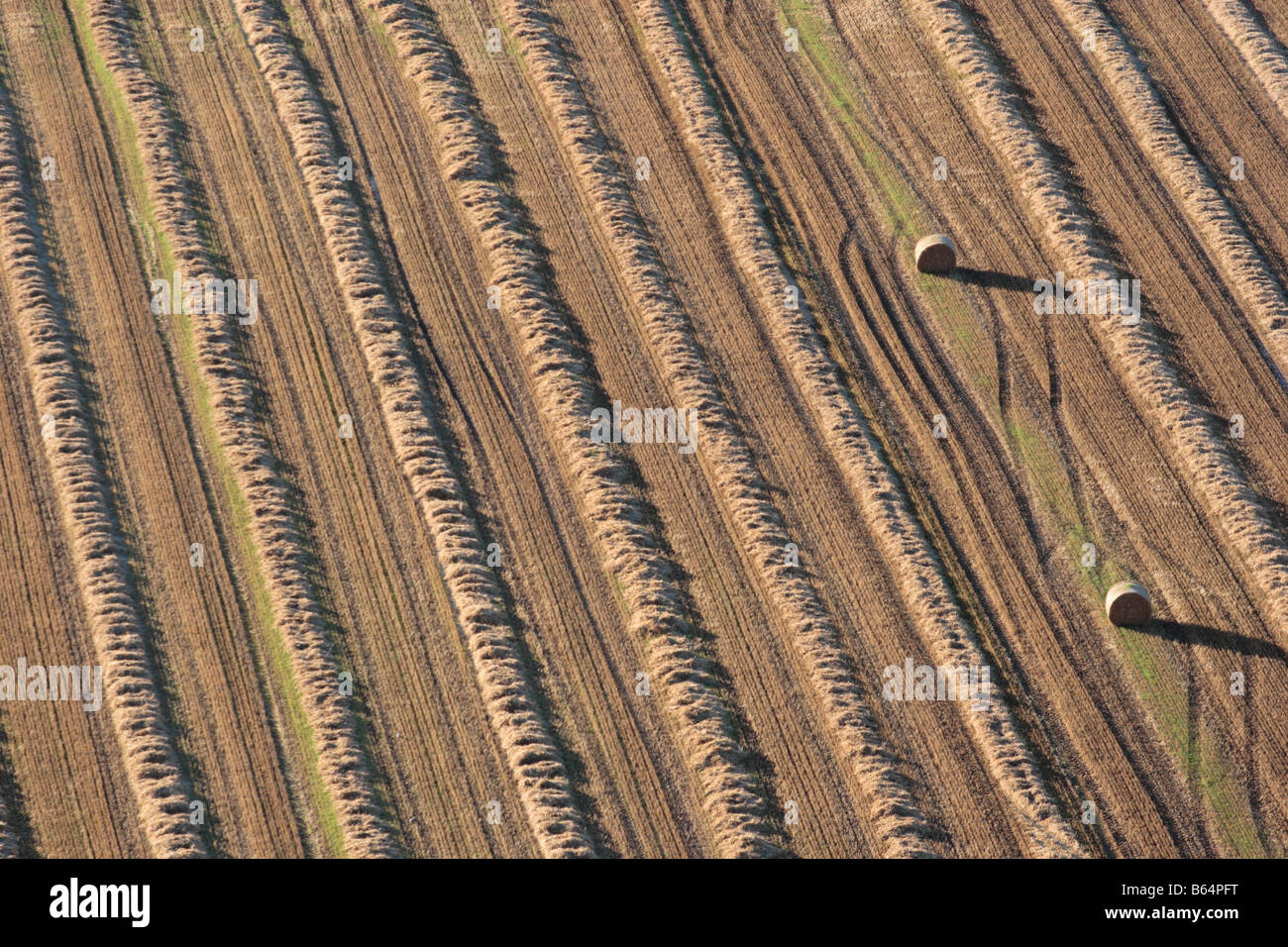 Aerial view of diagonal lines of golden harvested wheat straw, bales ...