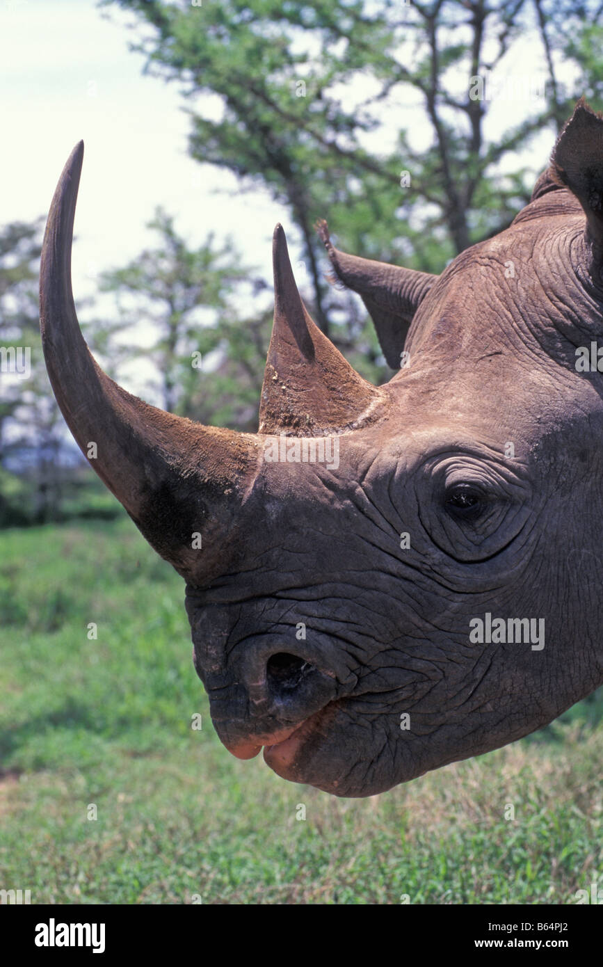 Horned ungulates hi-res stock photography and images - Alamy