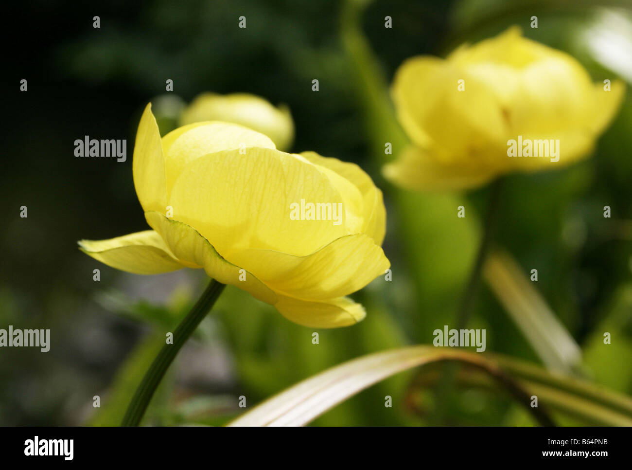 Trollius europaeus Globe Flower Ranunculaceae Stock Photo - Alamy