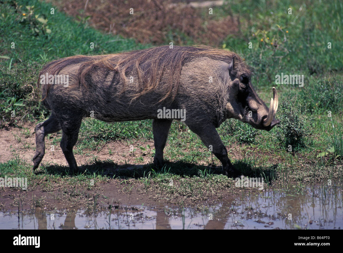 Common African warthog near water Stock Photo - Alamy