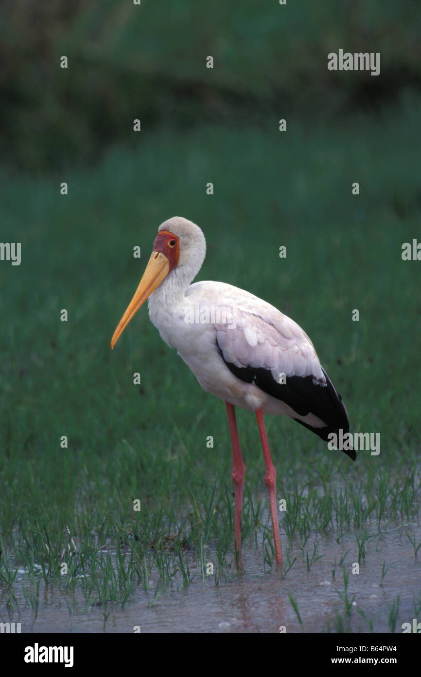 yellow billed stork standing in water Stock Photo - Alamy