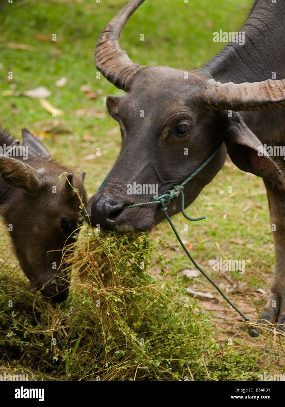 Water buffalo laos hi-res stock photography and images - Alamy