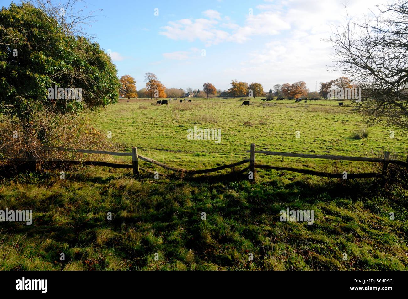 Cattle farm england field hi-res stock photography and images - Alamy