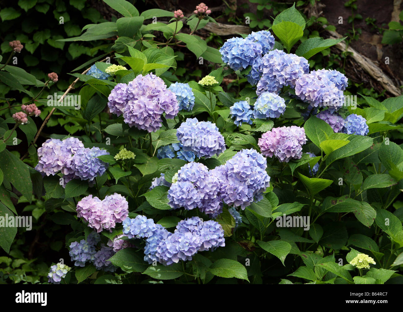 A pink and blue HYDRANGEA Stock Photo - Alamy