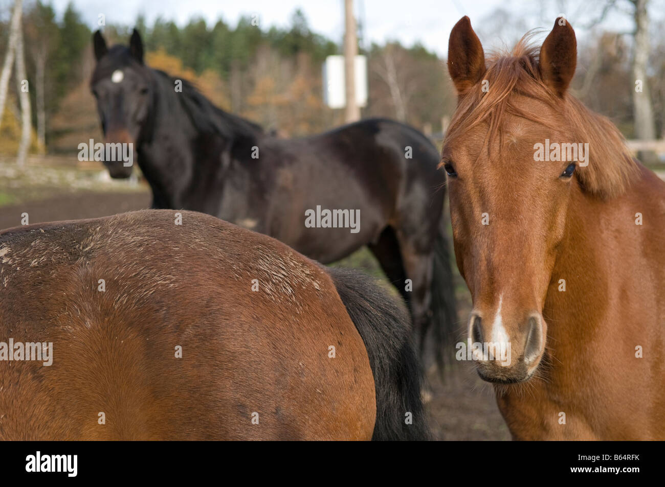 Horses in a paddock Stock Photo - Alamy