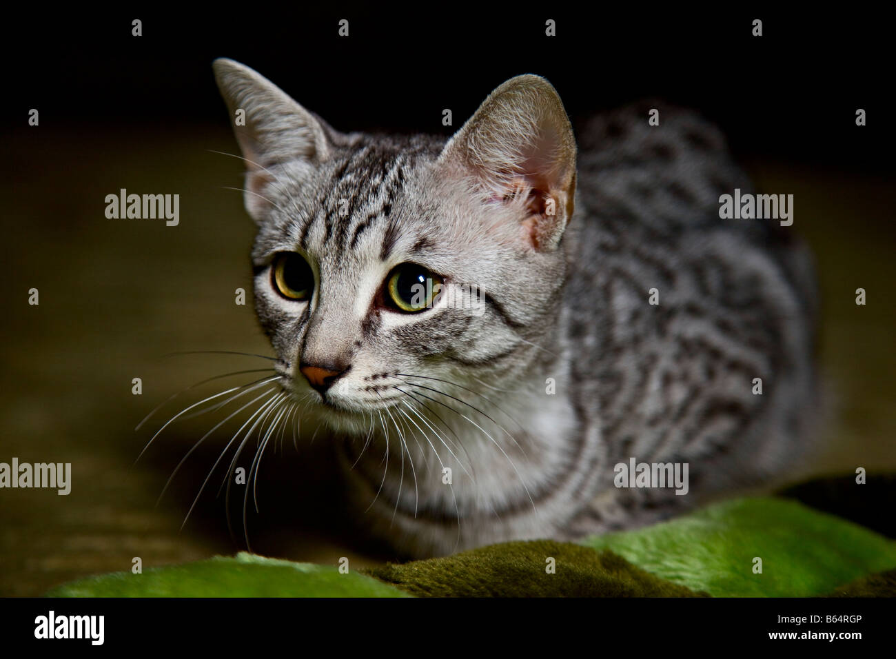 Egyptian Mau kitten portrait Stock Photo - Alamy