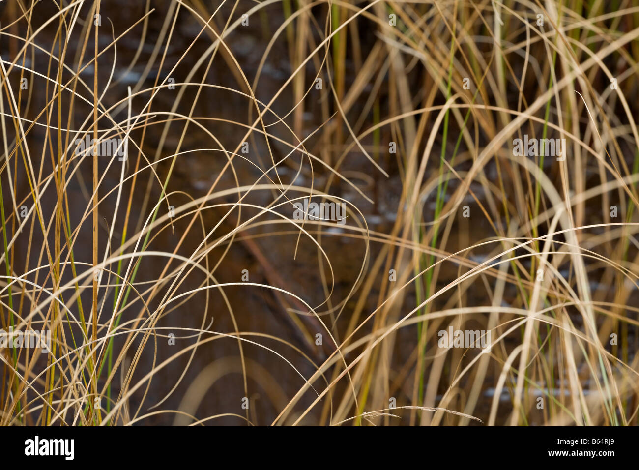 Overlapping strands of grass hi-res stock photography and images - Alamy