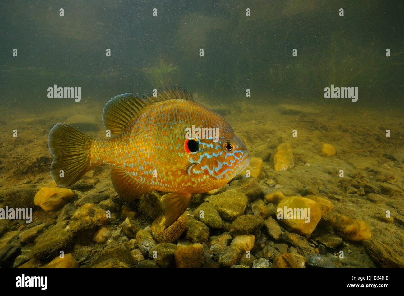 Pumpkinseed Lepomis gibbosus Vermont Stock Photo - Alamy