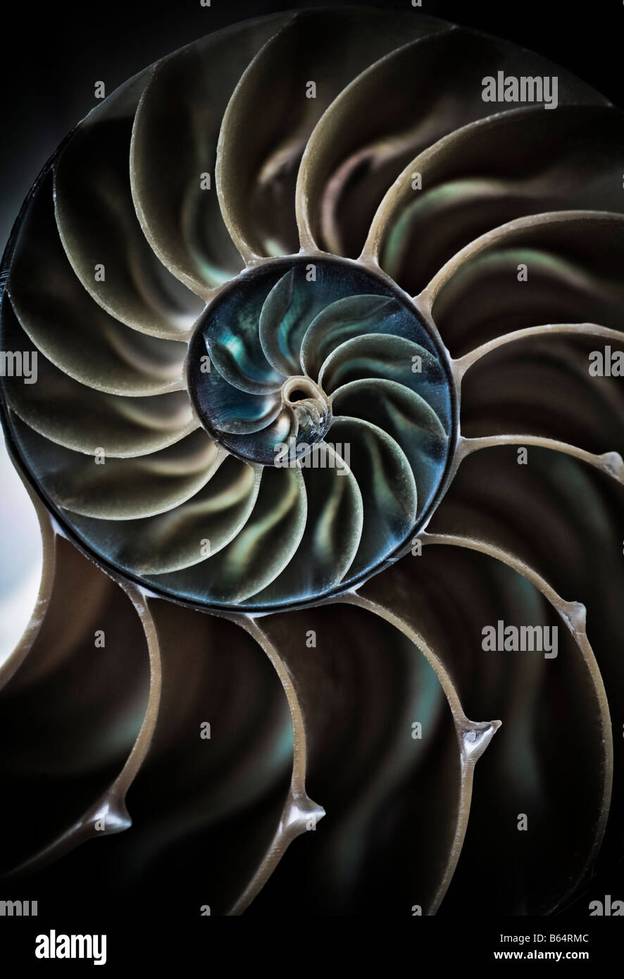 nautilus shell on black background Stock Photo - Alamy