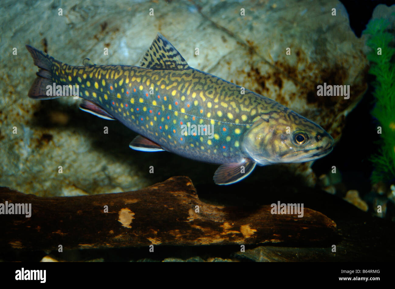 Brook trout Salvelinus fontinalis captive Stock Photo - Alamy