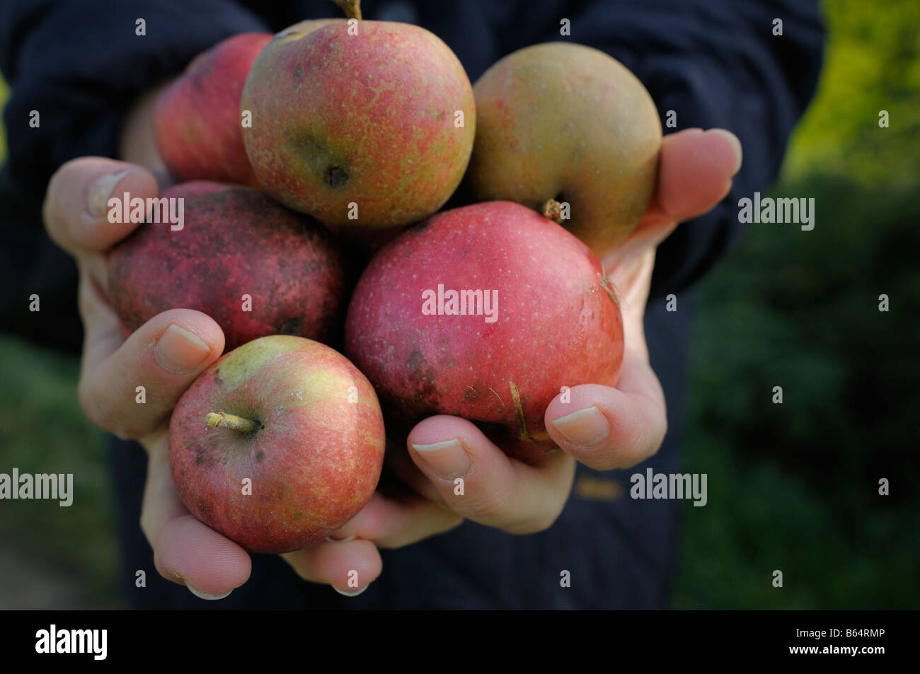 Handful of natural organic apples Stock Photo - Alamy
