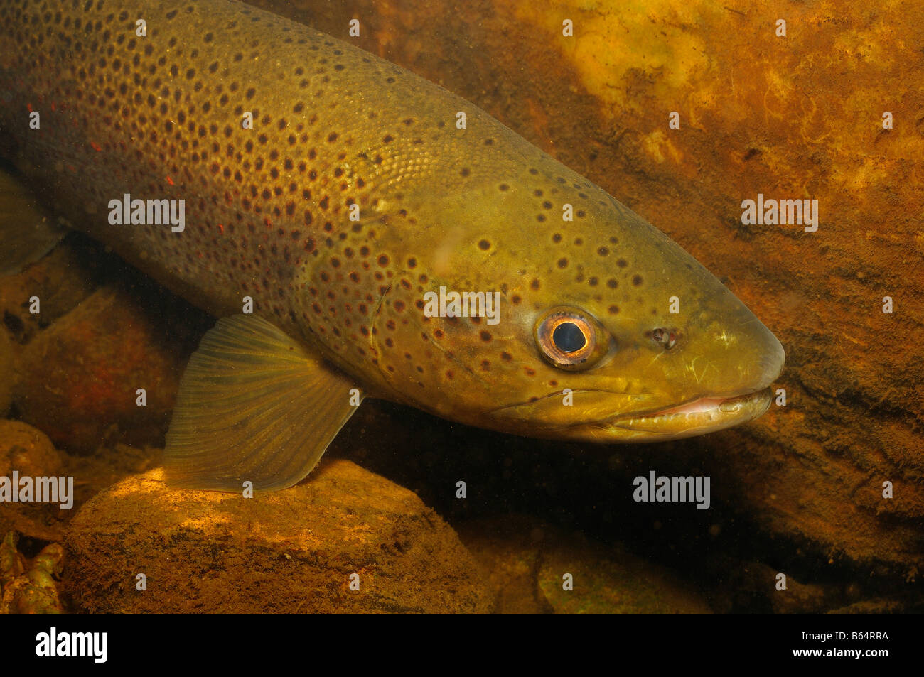Battenkill river hi-res stock photography and images - Alamy