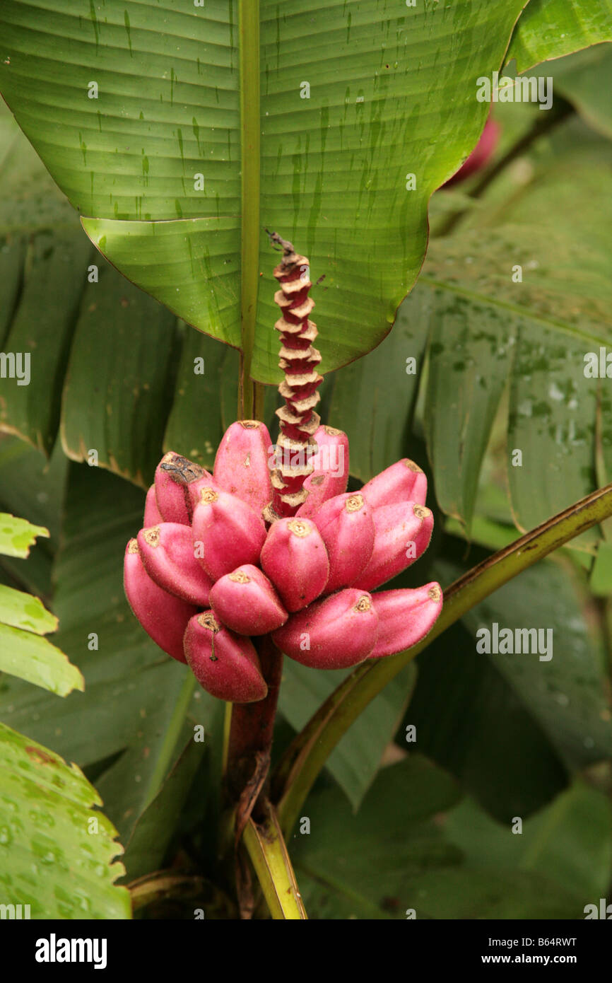 Banana Tree Bloom High Resolution Stock Photography and Images - Alamy