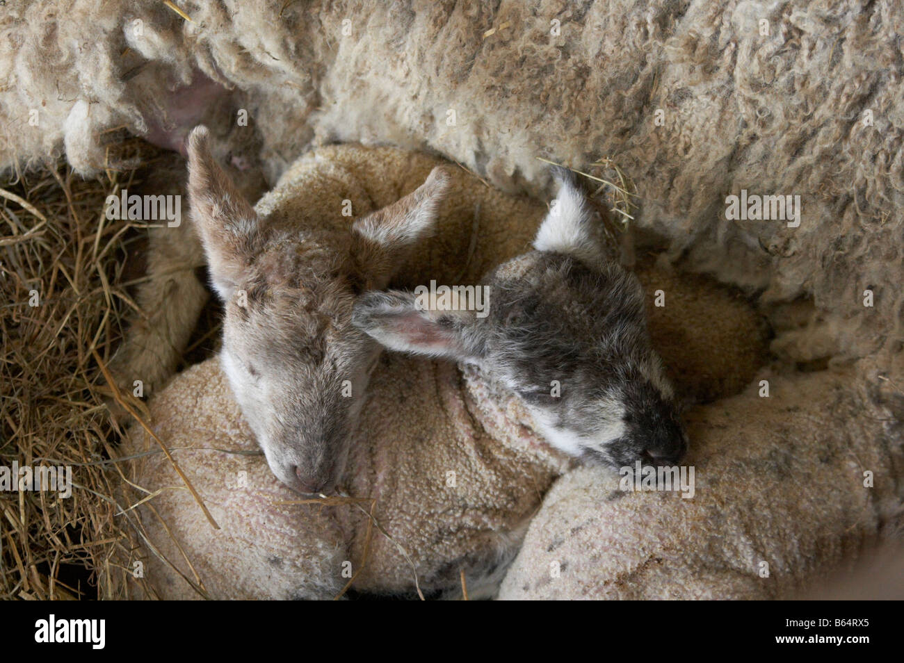 Lambs curled up asleep with their mother Stock Photo - Alamy
