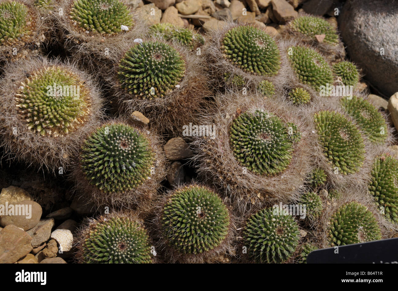 Pincushion plant hi-res stock photography and images - Alamy