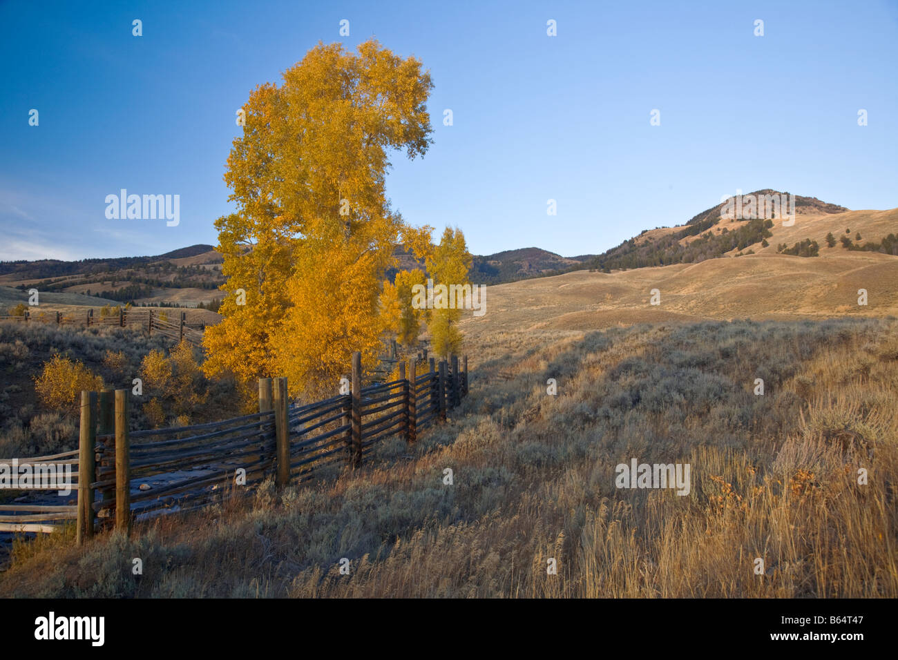 Yellowstone National Park WY: Fall colored cottonwood trees along the ...