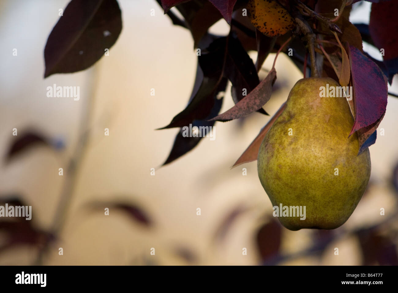 A single ripe pear hanging from a limb Stock Photo - Alamy