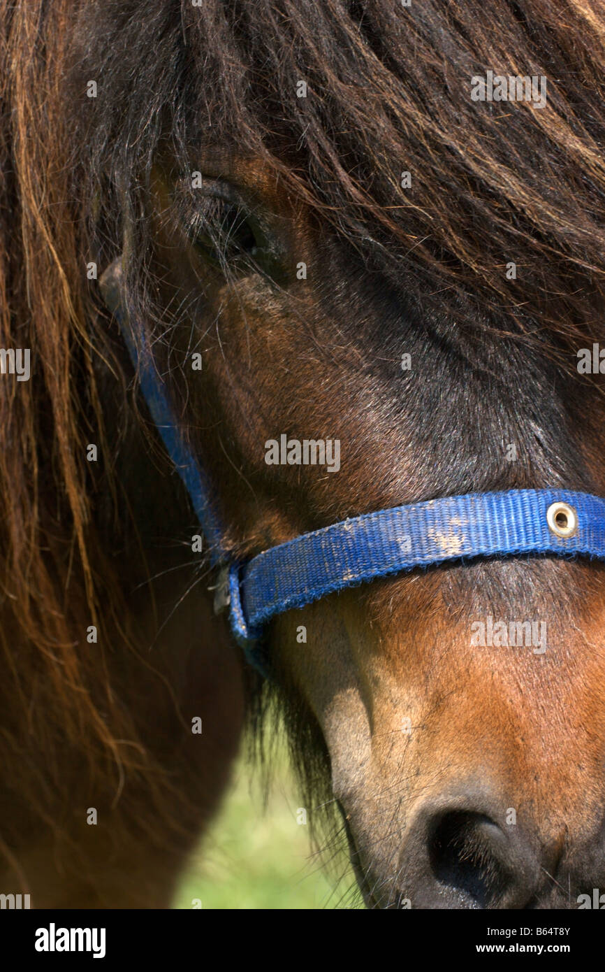 Close-up of a ponies head Stock Photo - Alamy