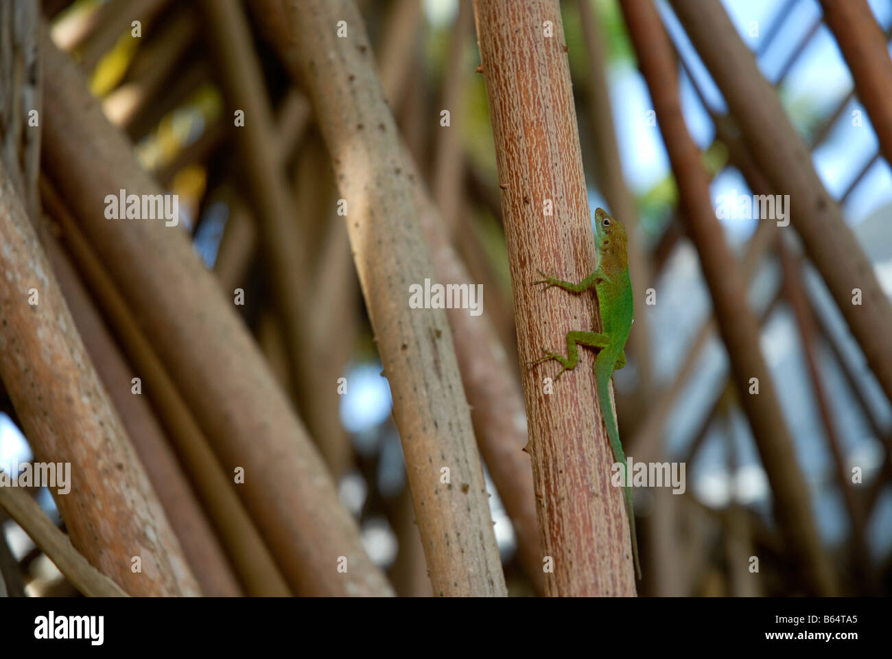 Guadeloupe fauna hi-res stock photography and images - Alamy