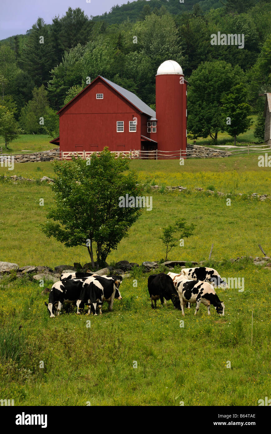 Dairy Farm Barn