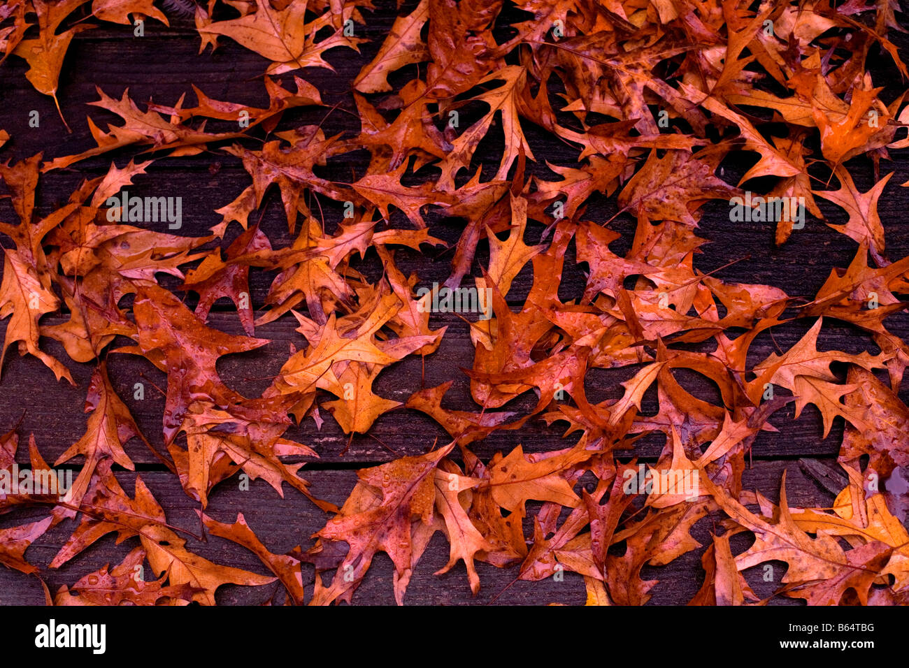 Red and yellow autumn leaves Stock Photo - Alamy