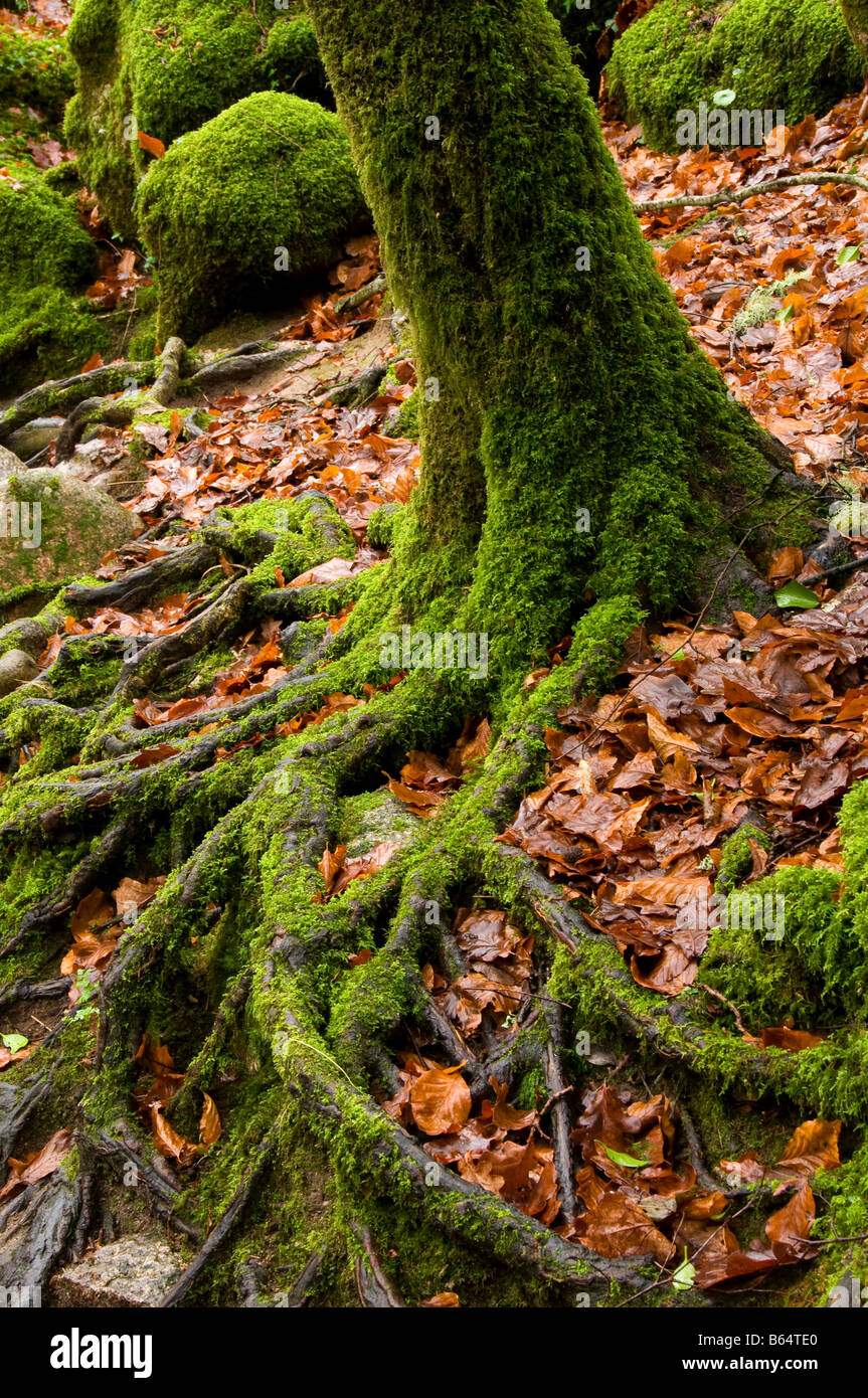 Jeremy tree hi-res stock photography and images - Alamy