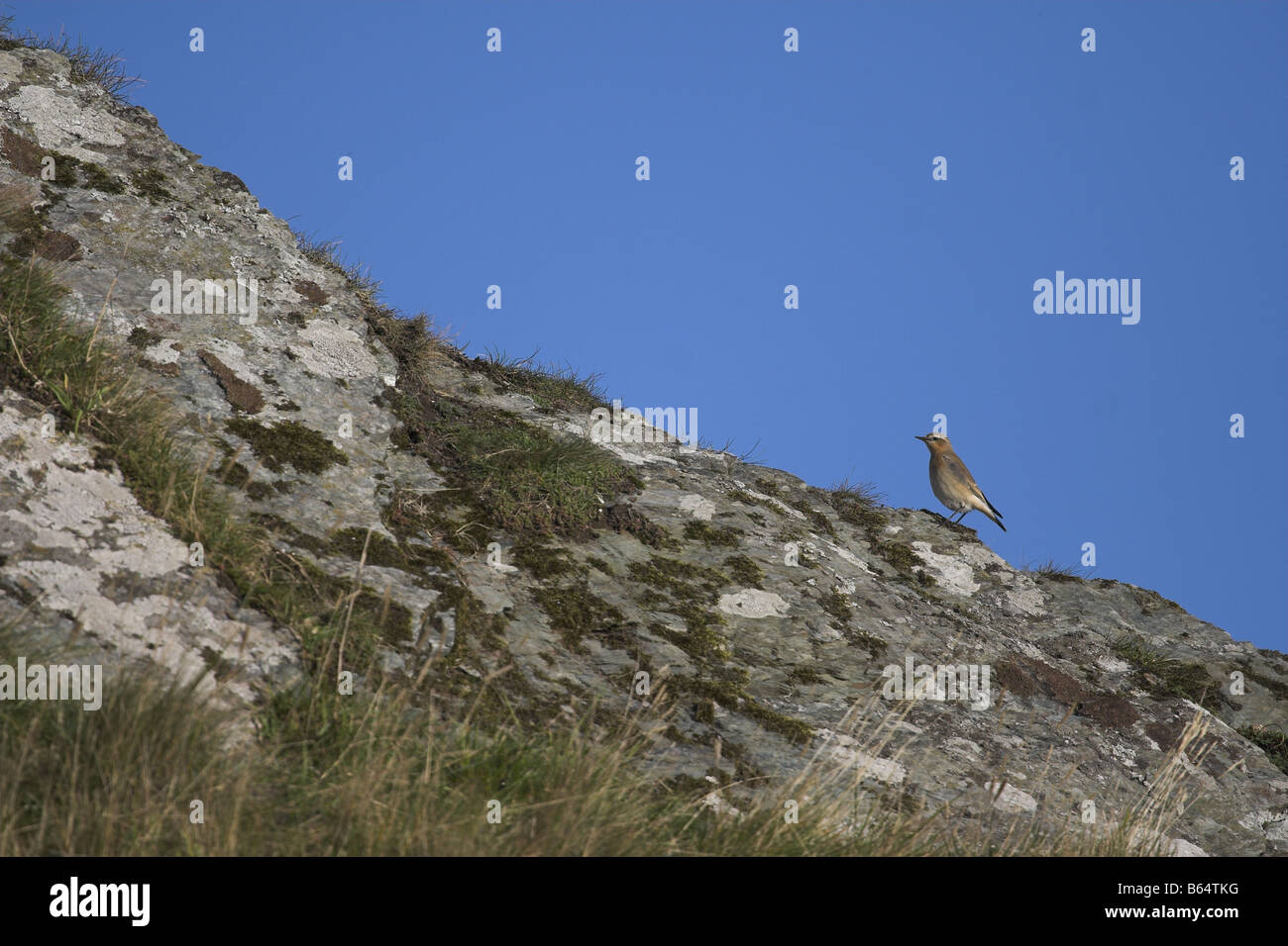 Greenland scotland hi-res stock photography and images - Alamy